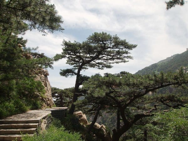 The Mystical Pine Tree: A Timeless Symbol of Strength in Chinese ...