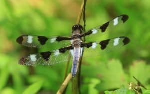 The Dragonfly: A Symbol of Grace and Good Fortune in Chinese Culture ...