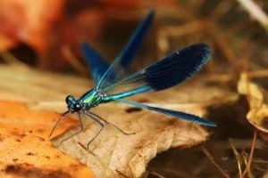 The Dragonfly: A Symbol of Grace and Good Fortune in Chinese Culture ...