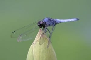 The Dragonfly: A Symbol of Grace and Good Fortune in Chinese Culture ...