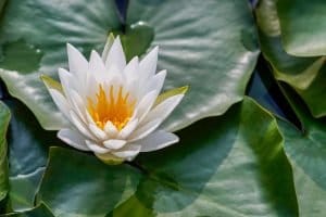 The Lotus Flower in Chinese Culture and Feng Shui: Significance and ...